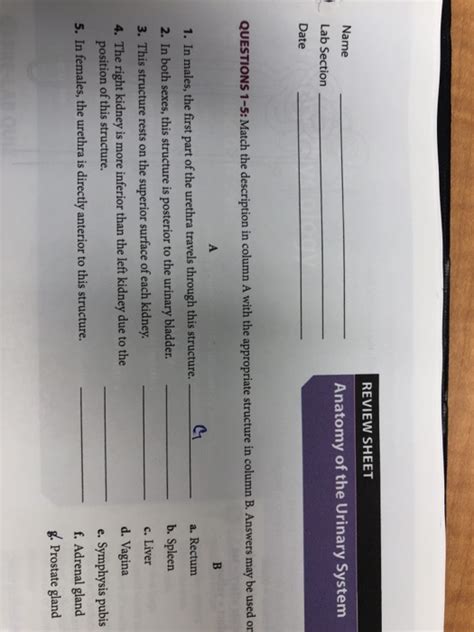 Solved REVIEW SHEET Name Lab Section Date Anatomy Of The Chegg Com