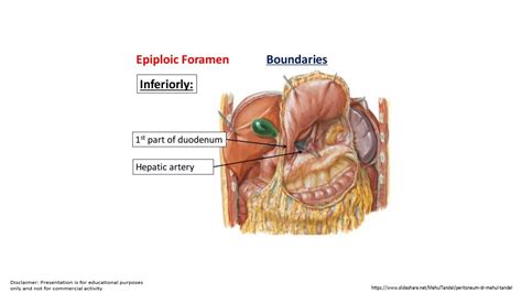 Peritoneum Anatomy Pdf