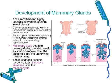 Mammary Gland Petek Korkusuz Md Ph D