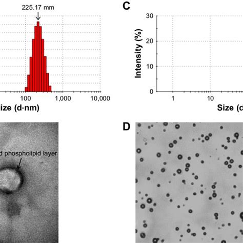 Characterizations Of Clps And Microbubbles Notes A The Size Download Scientific Diagram