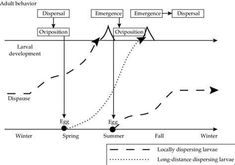 2 Generalized Larval Life History Tracks For A Junius Migrant