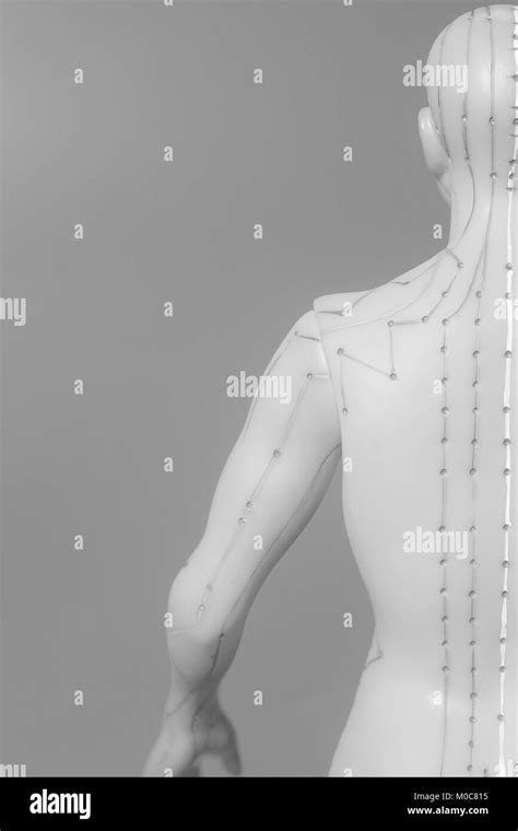Medical acupuncture model of human Stock Photo - Alamy