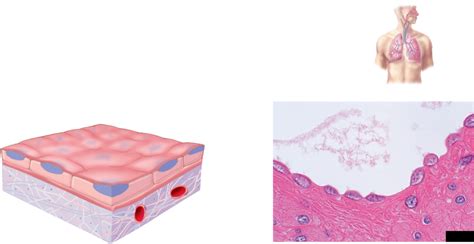 Simple Squamous Epithelium Diagram Quizlet