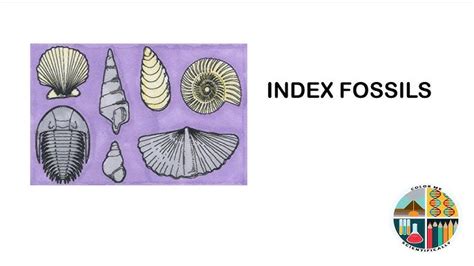 Fossil Correlation Chart