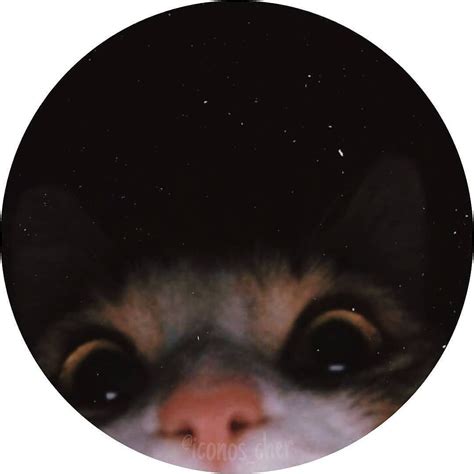 Cute Cat Profile Picture