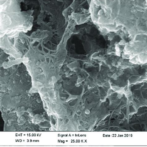 A Sem Image Of Cnt Deposition Over Hss Substrate At 25k ×