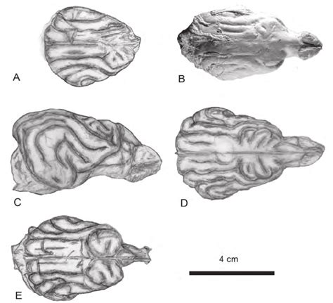 Endocranial Casts From Pleistocene Canis A Dorsal View Of Canis Download Scientific Diagram