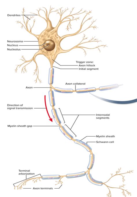 Structure Of A Neuron Diagram Quizlet