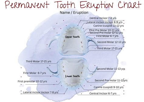 Tooth Eruption Chart And Timeline For Primary And Permanent Teeth
