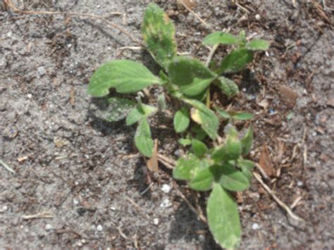 Central Florida Lawn Weed Houzz Forum