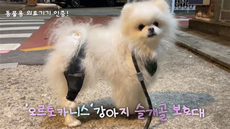 292 오르토카니스 강아지슬개골보호대 사용 리뷰 슬개골 탈구 방지 너도 할 수 있어 🐶 ️ Youtube