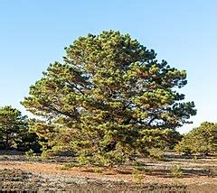 Pinus Rigida Wikipedia