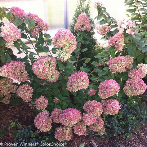 Little Lime® Panicle Hydrangea Hydrangea Paniculata Proven Winners