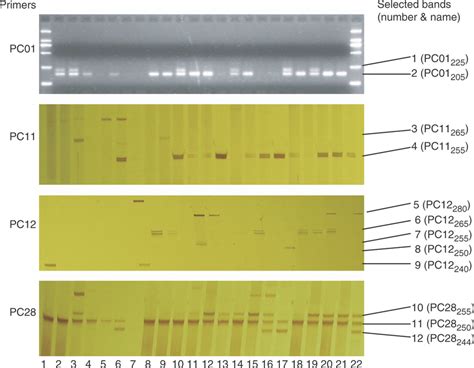 The 12 Ssr Bands Used For Constructing The Dna Fingerprints Of The Download Scientific Diagram