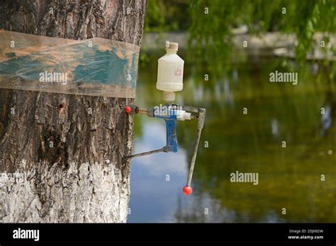 An Insecticide Injector Attached To A Tree Trunk In Linglong Park Central Western Beijing