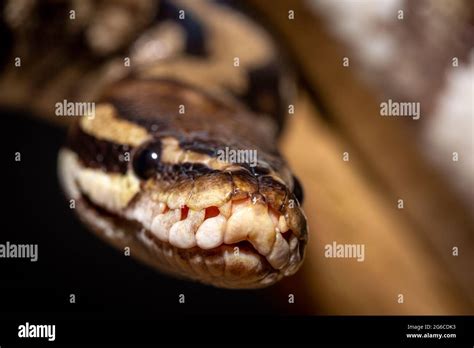 Royal Python Python Regius Studio Photography Stock Photo Alamy