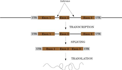 Slides Introduction To Genome Annotation Introduction To Genome