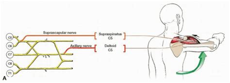 Evaluation Of Nerve Root Lesions Involving The Upper Extremity Neupsy Key