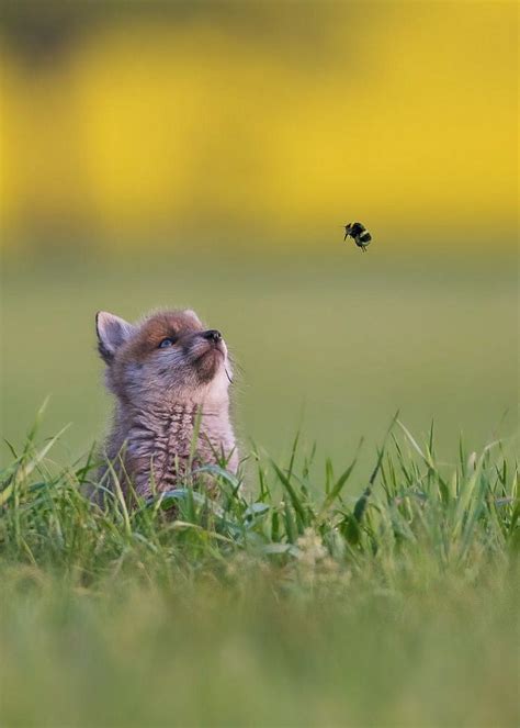 860 Best Fox Pups Ideas Fox Animals Wild Animals Beautiful