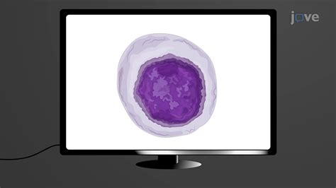 Three Dimensional Quantitative Phase Imaging For Characterizing