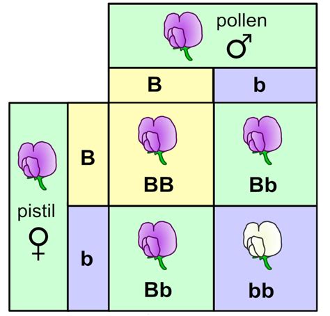 Heredity And Evolution CBSE Class 10 Science Notes Chapter 9