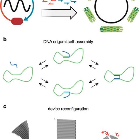 Kinetic Modeling In Dna Nanotechnology A Kinetic Model Of Download Scientific Diagram
