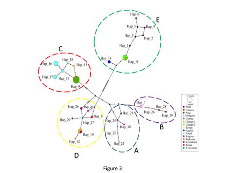 Network Analysis Showing The Relationships Of The Mtdna Cytochrome B Download Scientific