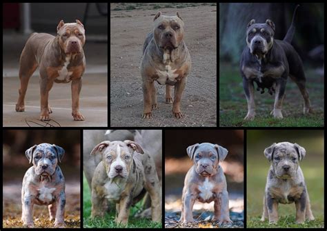 American Bully Breeders Alberta