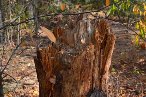 林木树干和树枝高清图片下载 正版图片504056436 摄图网