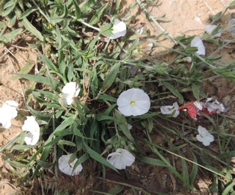 Convolvulus Prostratus Eflora Of India