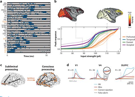 Figure 1 From Theory Of The Multiregional Neocortex Large Scale Neural