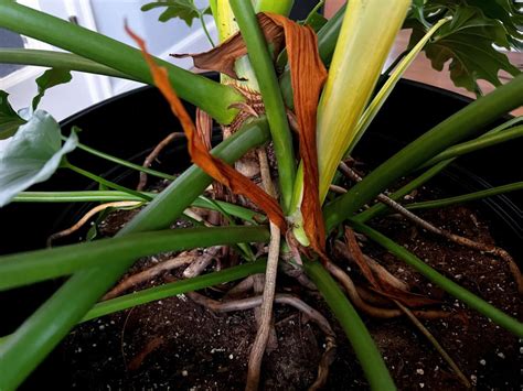 How To Grow A Giant Philodendron Selloum The Thrifted Planter