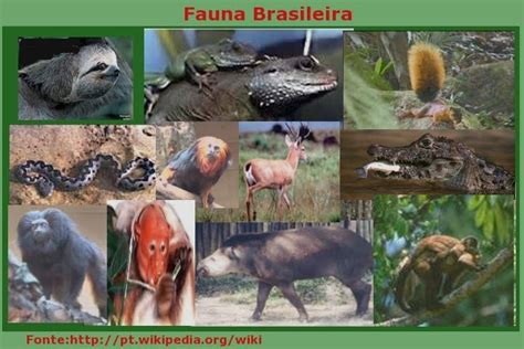 Meio Ambiente A Fauna Brasileira