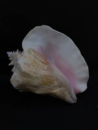 Massive Heavy 10 Strombus Gigas Queen Conch Sea Shell Moana 14864