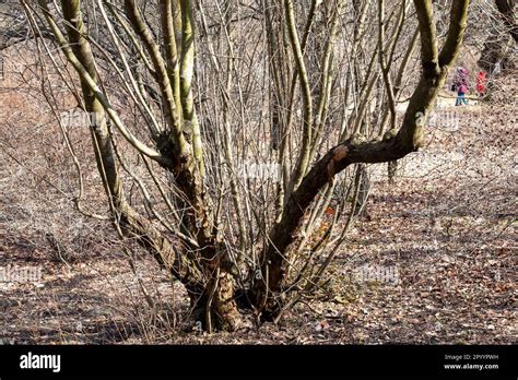 Exochorda korolkowii in spring. Exochorda albertii is a shrub rose ...