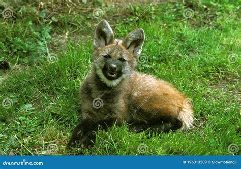 Maned Wolf Chrysocyon Brachyurus Cub Snarling Stock Image Image Of Carnivora Wildlife