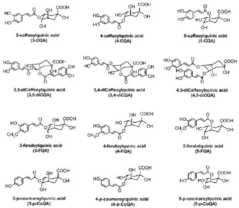 chemical structures of 3‐cqa 4‐cqa 5‐cqa 3 4‐dicqa 3 5‐dicqa