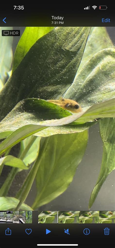 How To Sex Pea Puffers R Peapuffers