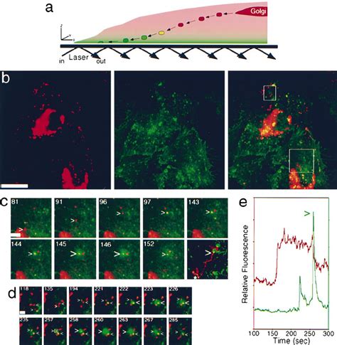 Live Cell Visualization Of The Late Exocytic Pathway By Combined Epi
