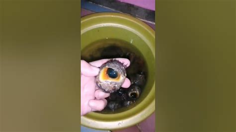 Fresh From The Sea Big Shells Youtube