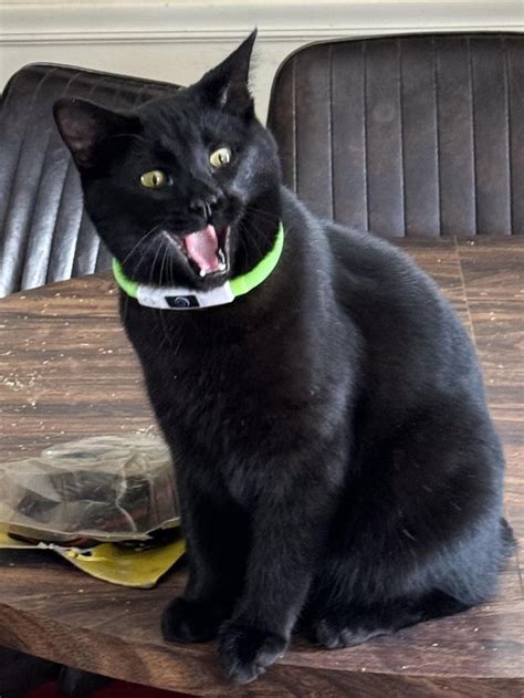 Crowely Caught Screaming Into The Void Rmanx