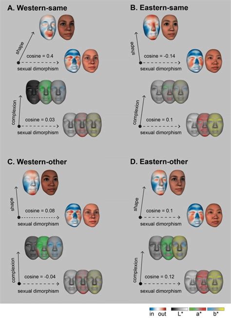 Face Features Of Attractiveness And Sexual Dimorphism Are Orthogonal