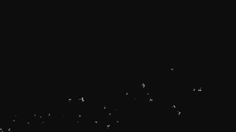 下方蒲公英飘动透明通道视频ae模板视频特效素材 千库网