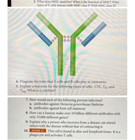 Solved What Does MHC Stand For What Is The Function Of Chegg Com