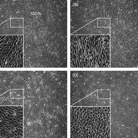 Morphology Of The Differentiated C2c12 Myotube Cells A Control Cells