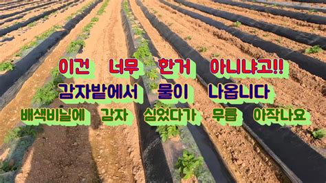 이런 일이감자 밭에서 물이 나옵니다 Youtube