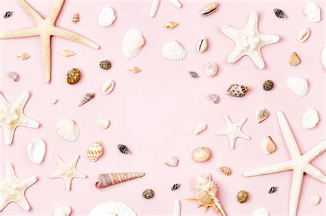옅은 분홍색 배경에 조개 껍질과 불가사리 여름 시간 개념입니다 해상 패턴입니다 껍데기에 대한 스톡 사진 및 기타 이미지 껍데기 개념 개체 그룹 Istock
