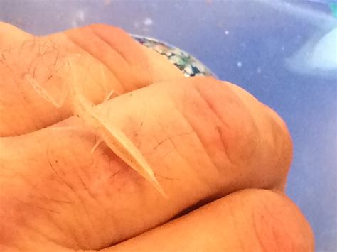 Sinomantis Denticulata “glass Mantis” Usmantis