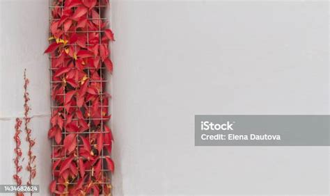 최소한의 자연 배경 콘크리트 벽에 빨간색 야생 포도 잎의 얽힘 가을 시즌 텍스트를 위한 공간이 있는 배너 0명에 대한 스톡 사진 및 기타 이미지 Istock