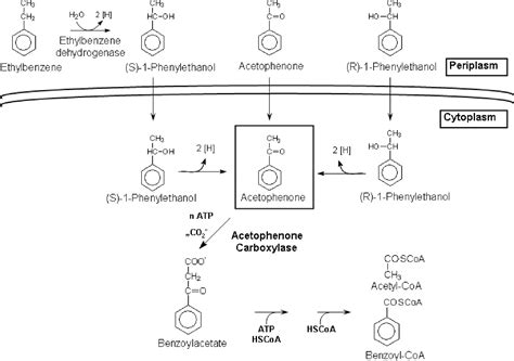 Atp Dependent Carboxylation Of Acetophenone By A Novel Type Of